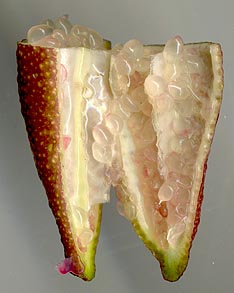 Citrus inodora hybrid