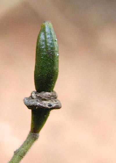 Oxanthera